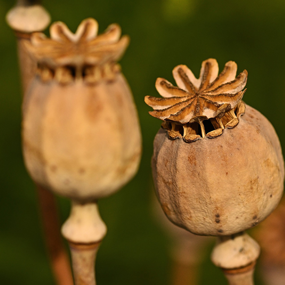 Mohn in der Kosmetik